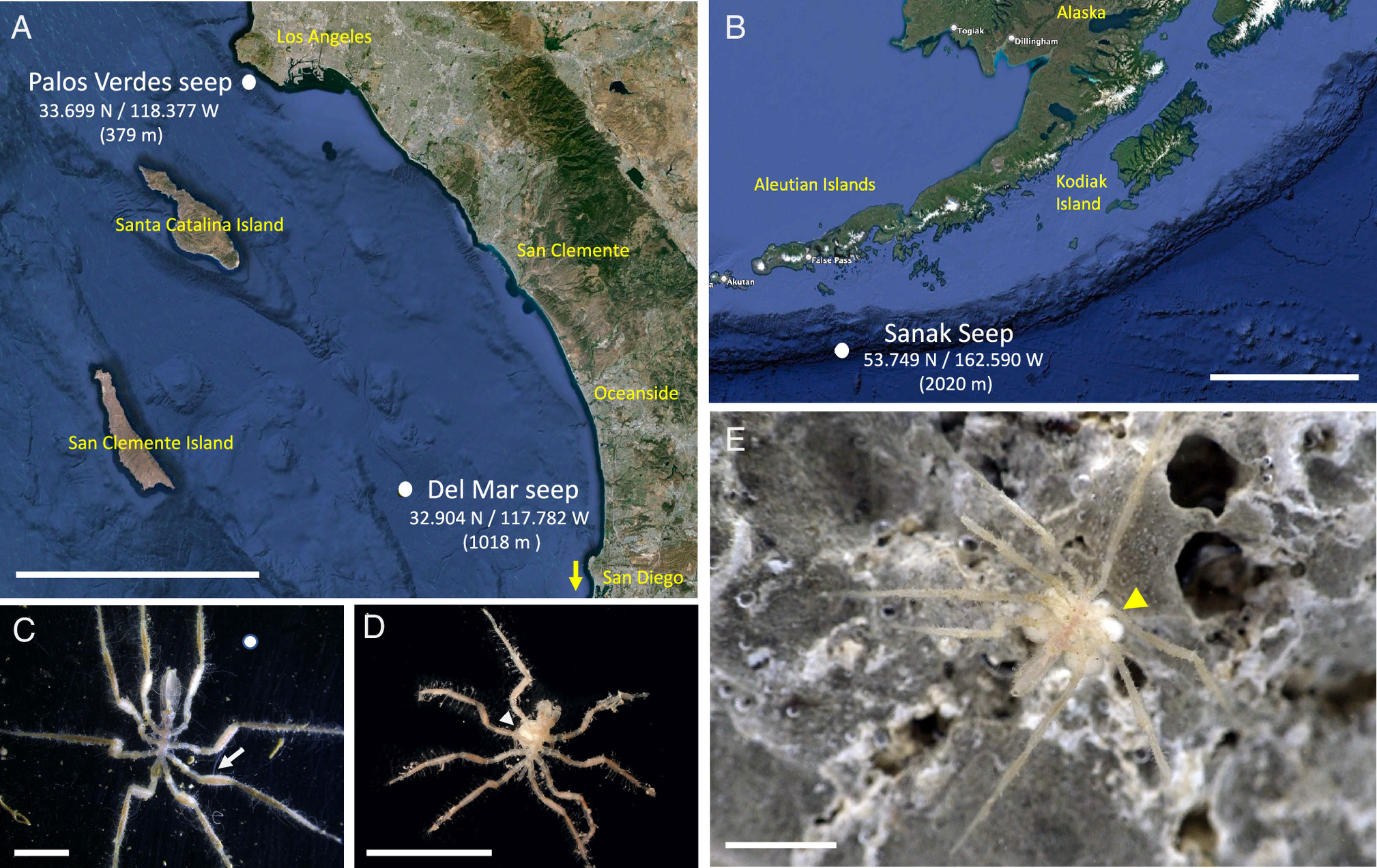 Unraveling Ocean Mysteries: The Deep-Sea Spiders Powered by Methane ...