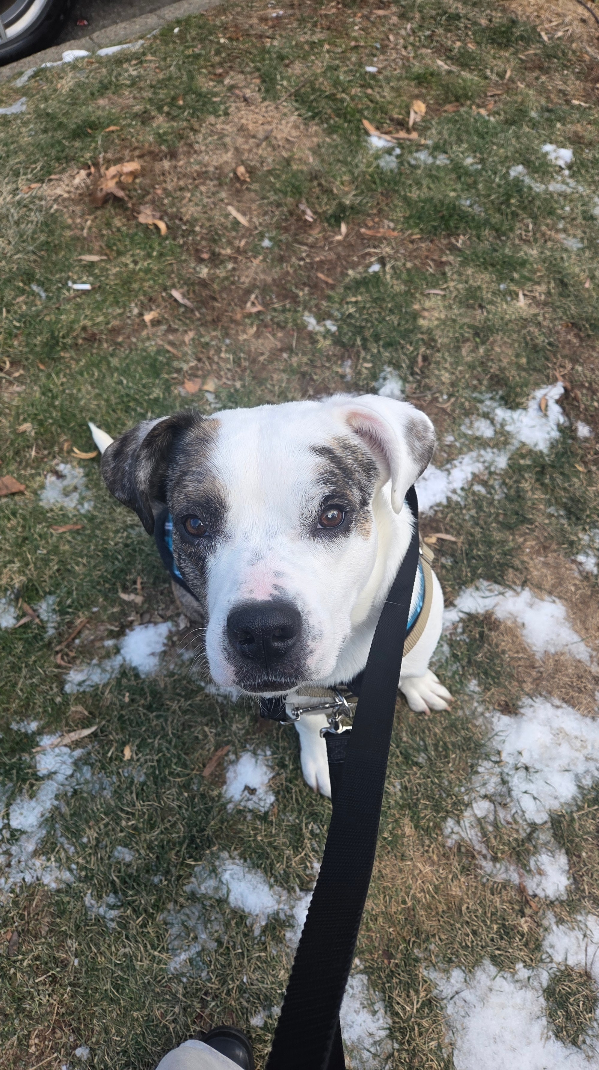 When a Being Needs You: Meeting Tony – Christa Avampato