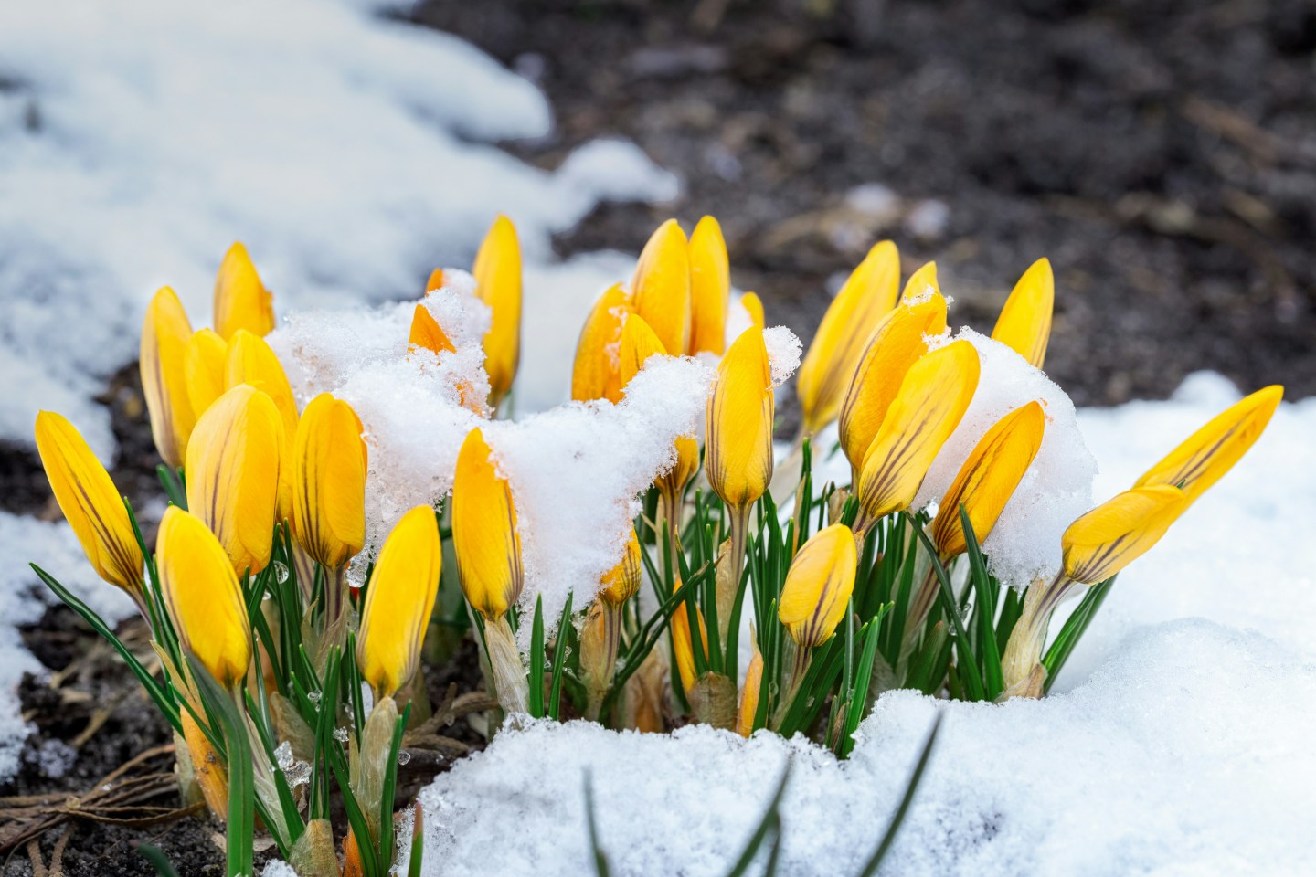 Spring Is Already Here (You Just Can’t See It Yet) – Christa Avampato